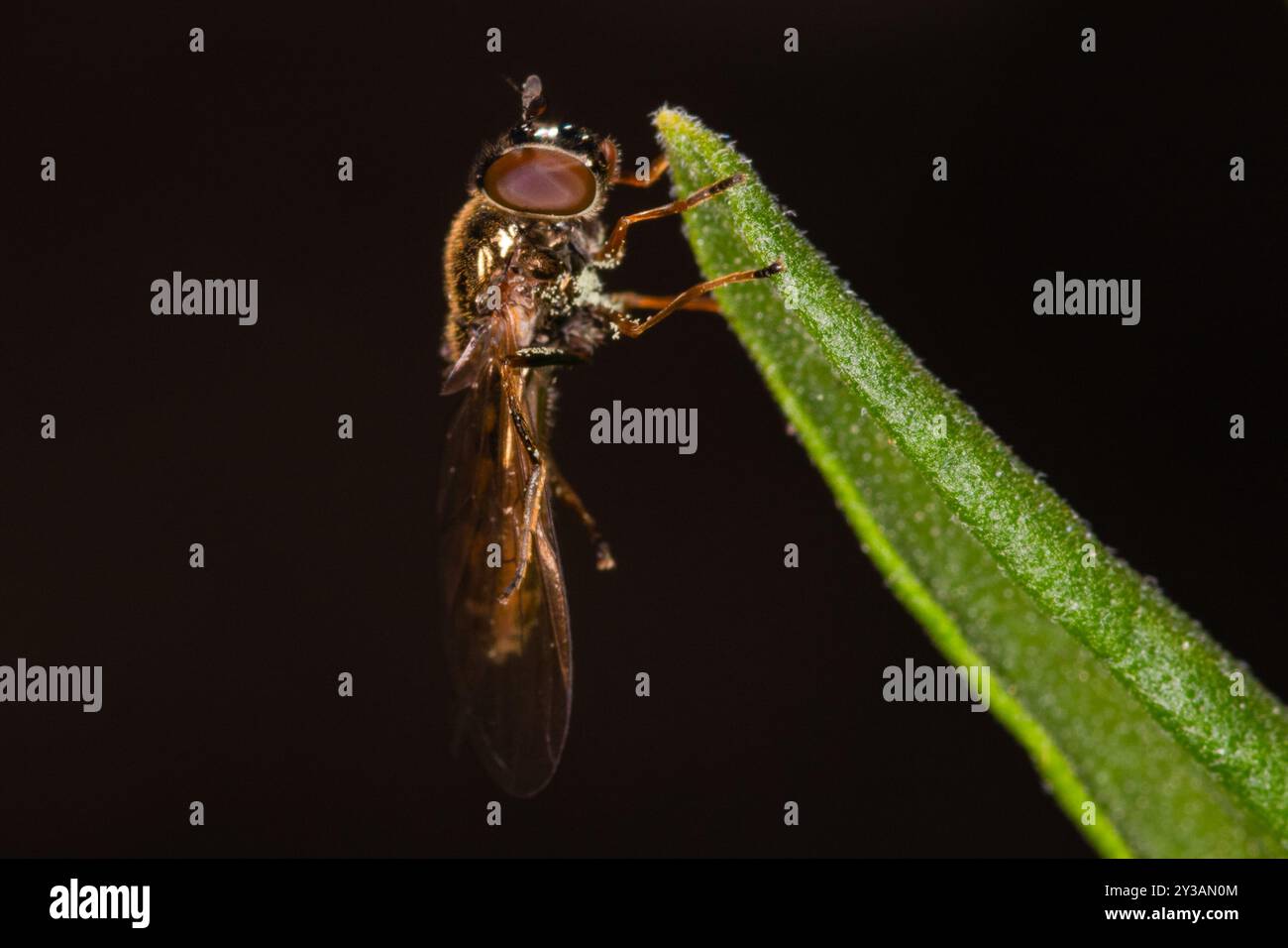 Variable Duskyface Fly (Melanostoma mellinum) Insecta Stock Photo - Alamy