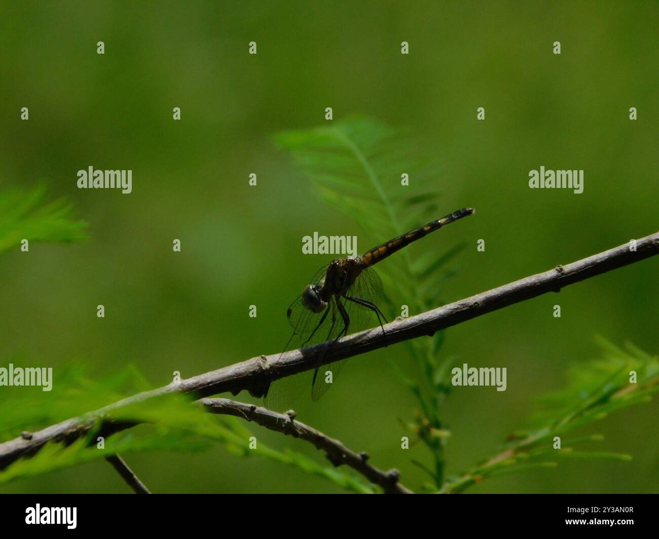 Skimmers (Libellulidae) Insecta Stock Photo - Alamy