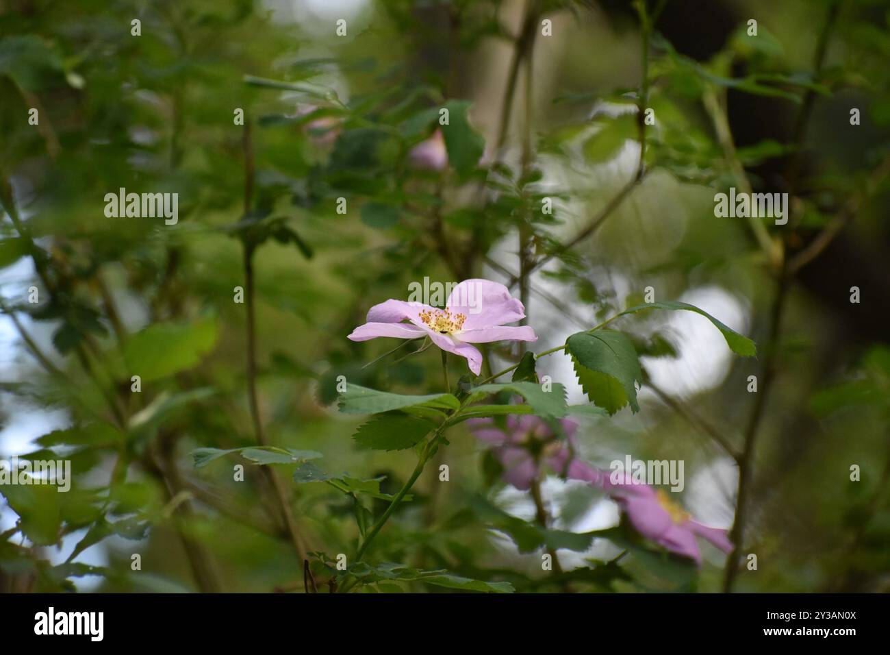 Nootka rose (Rosa nutkana) Plantae Stock Photo - Alamy