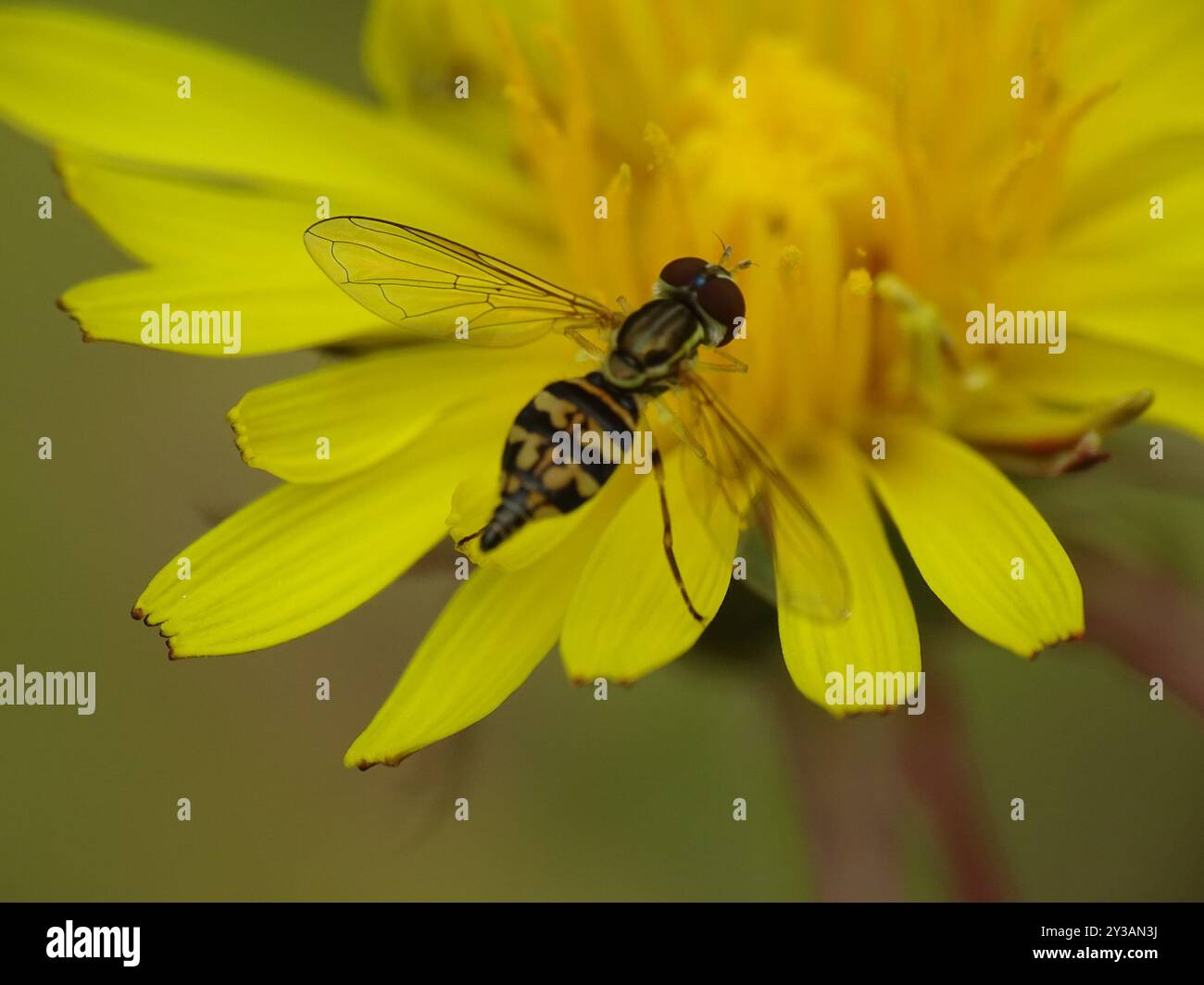 Eastern Calligrapher (Toxomerus geminatus) Insecta Stock Photo - Alamy