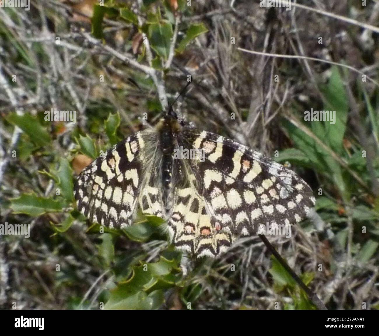 Spanish Festoon (Zerynthia rumina) Insecta Stock Photo - Alamy
