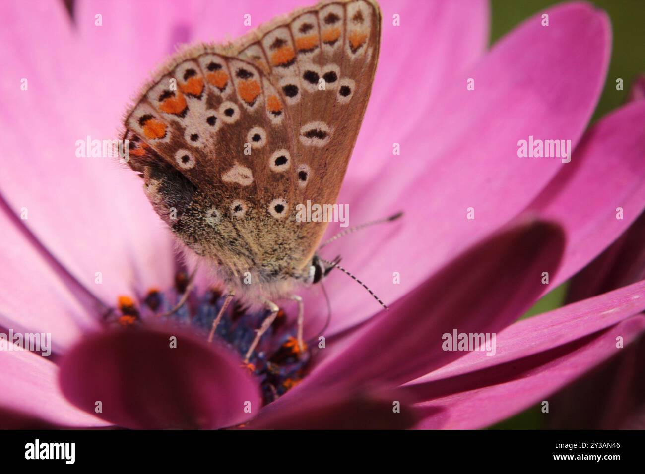 Common Blue (Polyommatus icarus) Insecta Stock Photo - Alamy