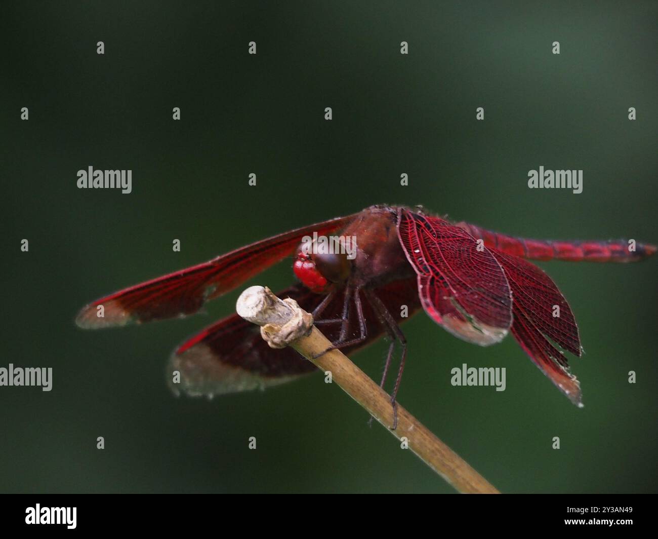 (Neurothemis taiwanensis) Insecta Stock Photo - Alamy