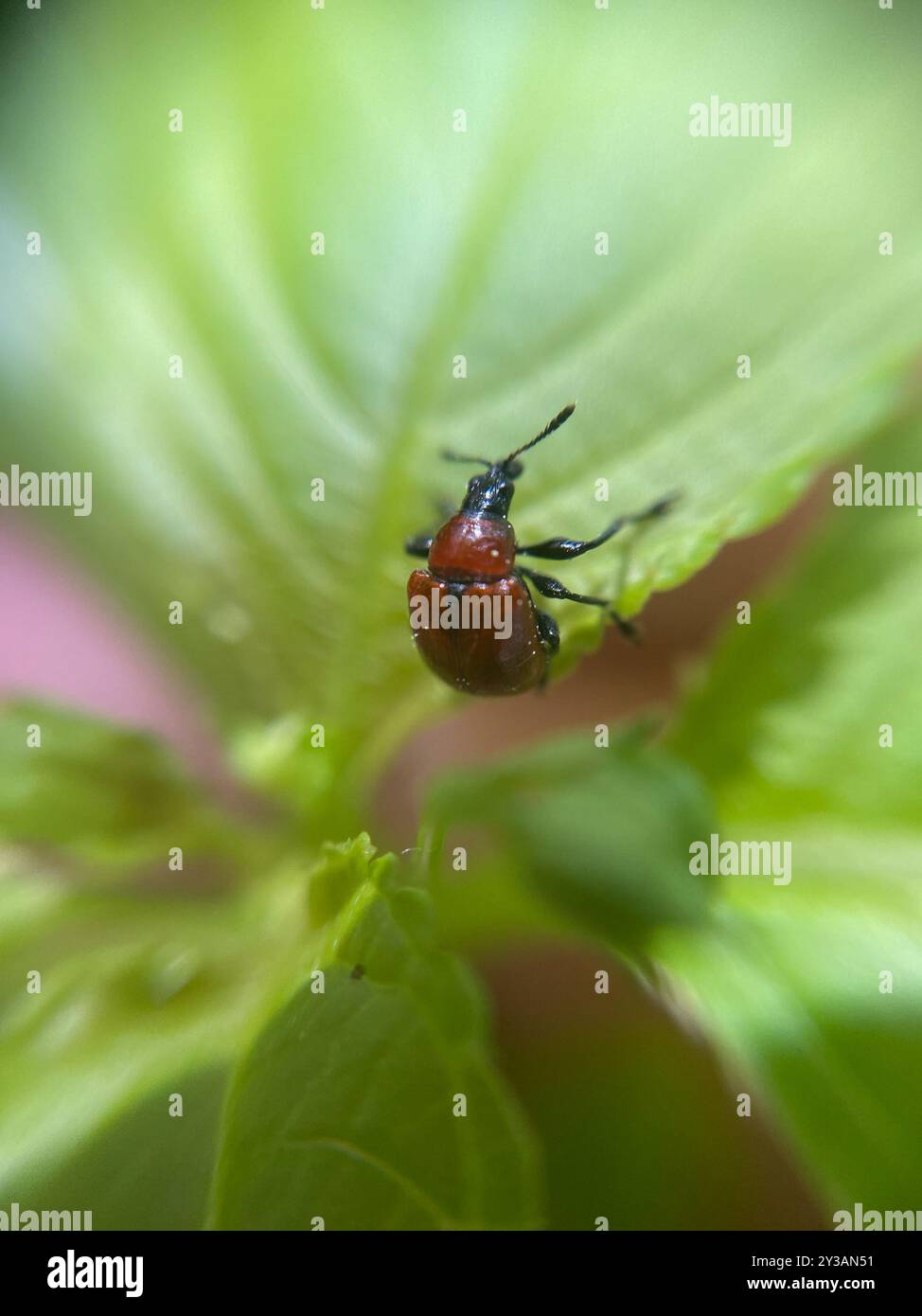 Oak leaf-roller (Attelabus nitens) Insecta Stock Photo - Alamy