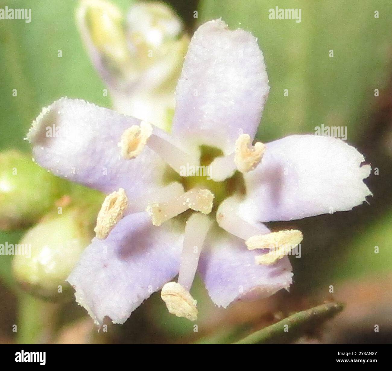 Puzzle Bush (Ehretia rigida) Plantae Stock Photo - Alamy