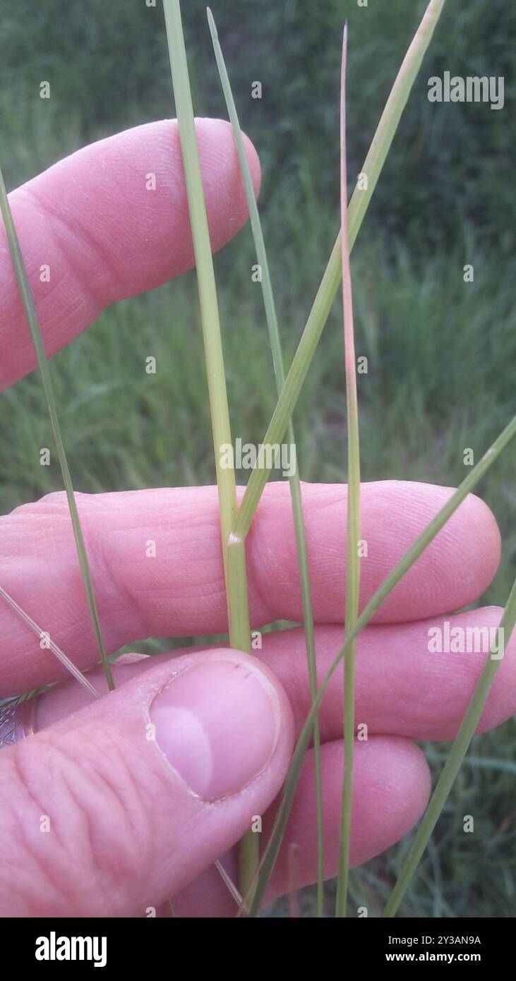 grasses (Poaceae) Plantae Stock Photo - Alamy