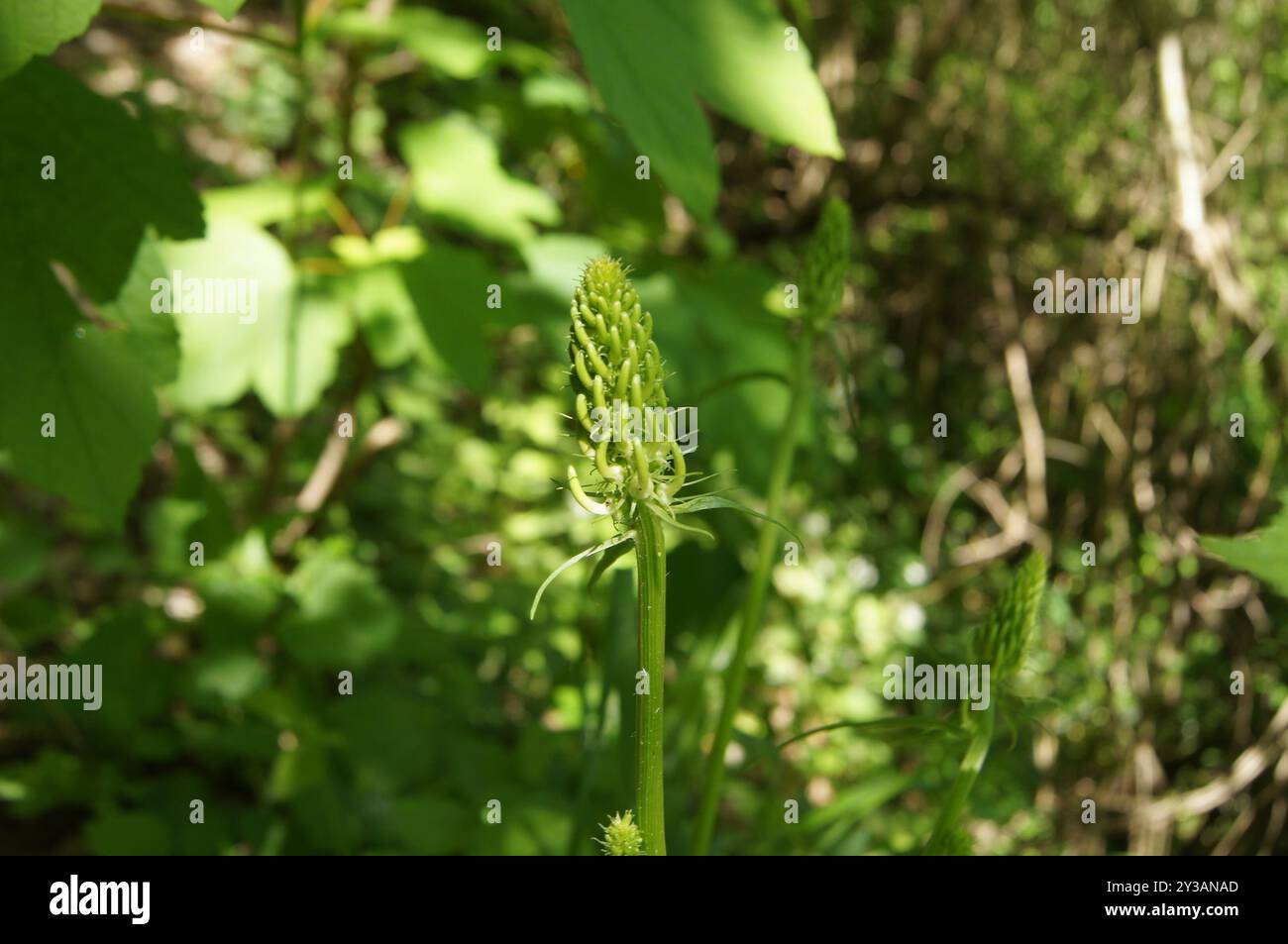 Spiked rampion (Phyteuma spicatum) Plantae Stock Photo - Alamy