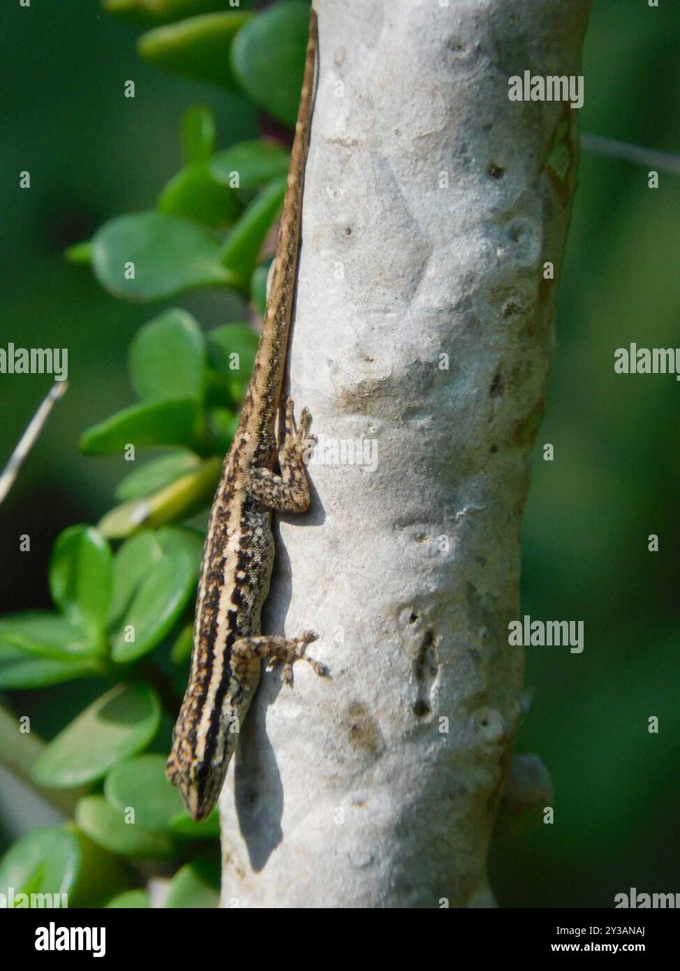 Common Dwarf Gecko (Lygodactylus capensis) Reptilia Stock Photo - Alamy