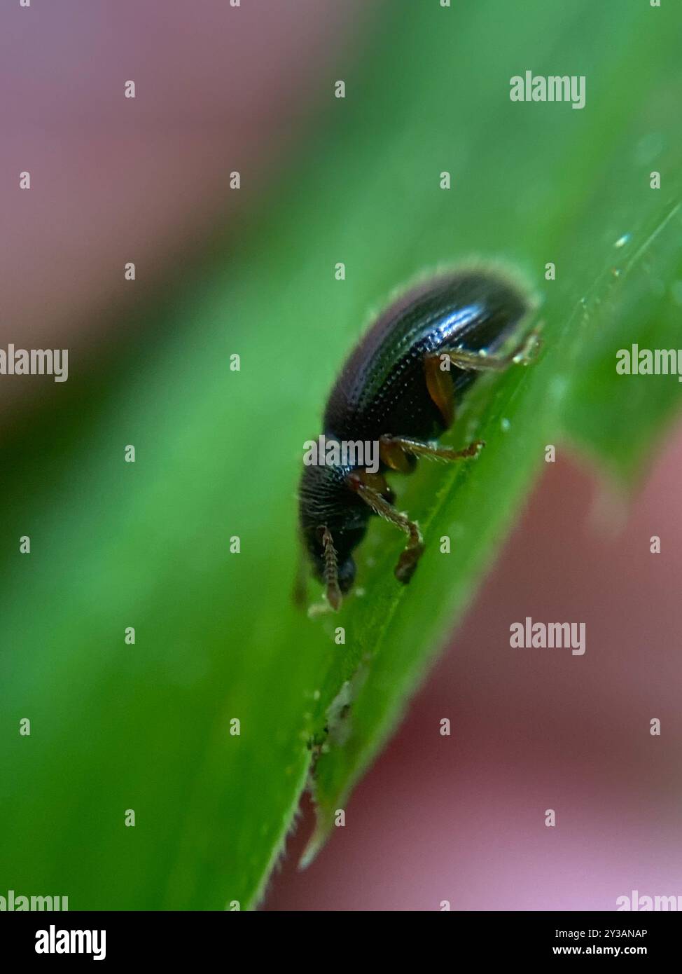 Hairy Spider Weevil (Barypeithes pellucidus) Insecta Stock Photo - Alamy