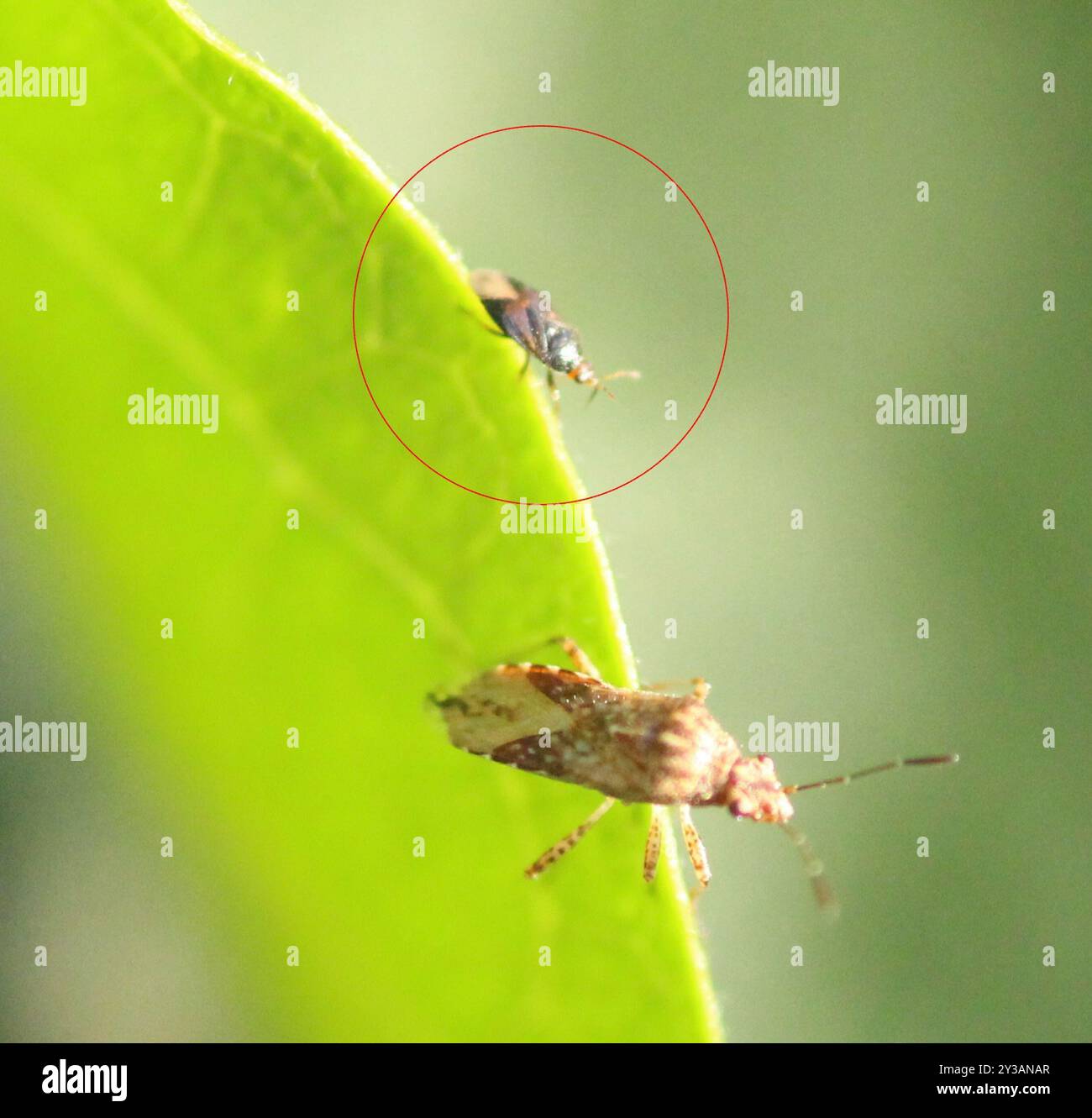 Minute pirate bugs (Anthocoridae) Insecta Stock Photo - Alamy