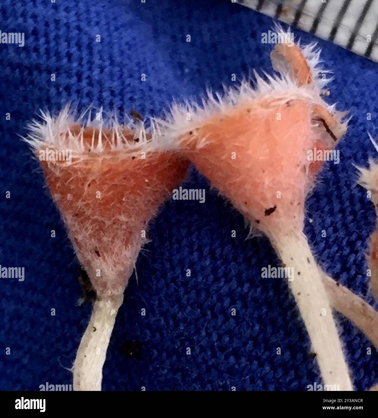 Pink Fringed Faery Cup (Microstoma floccosum) Fungi Stock Photo - Alamy
