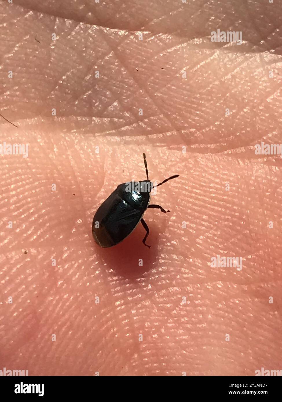 White-margined Burrower Bug (Sehirus cinctus) Insecta Stock Photo - Alamy