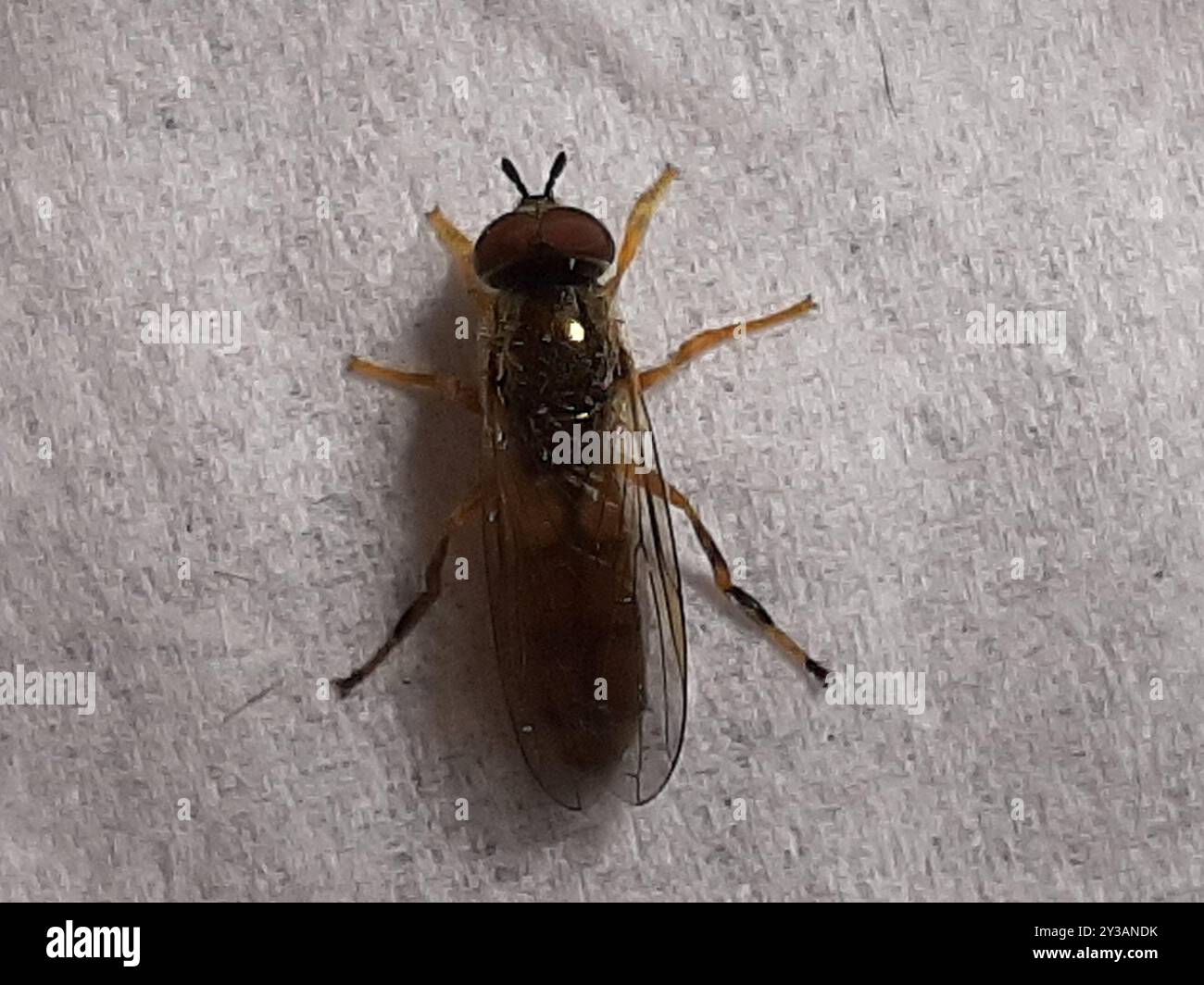 Meadow Sedgesitter (Platycheirus quadratus) Insecta Stock Photo - Alamy