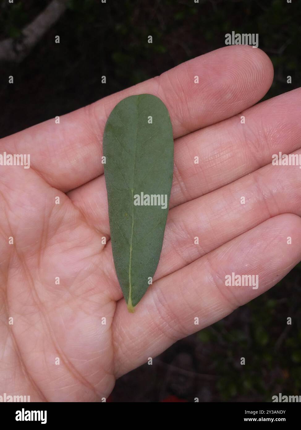netted pawpaw (Asimina reticulata) Plantae Stock Photo - Alamy