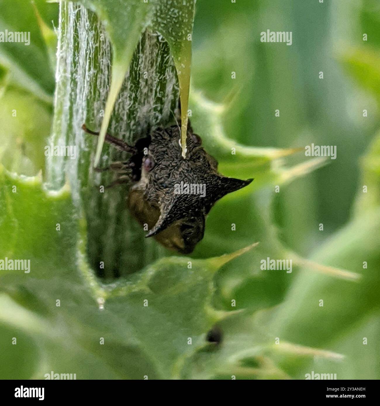 Typical Treehoppers (Membracidae) Insecta Stock Photo - Alamy