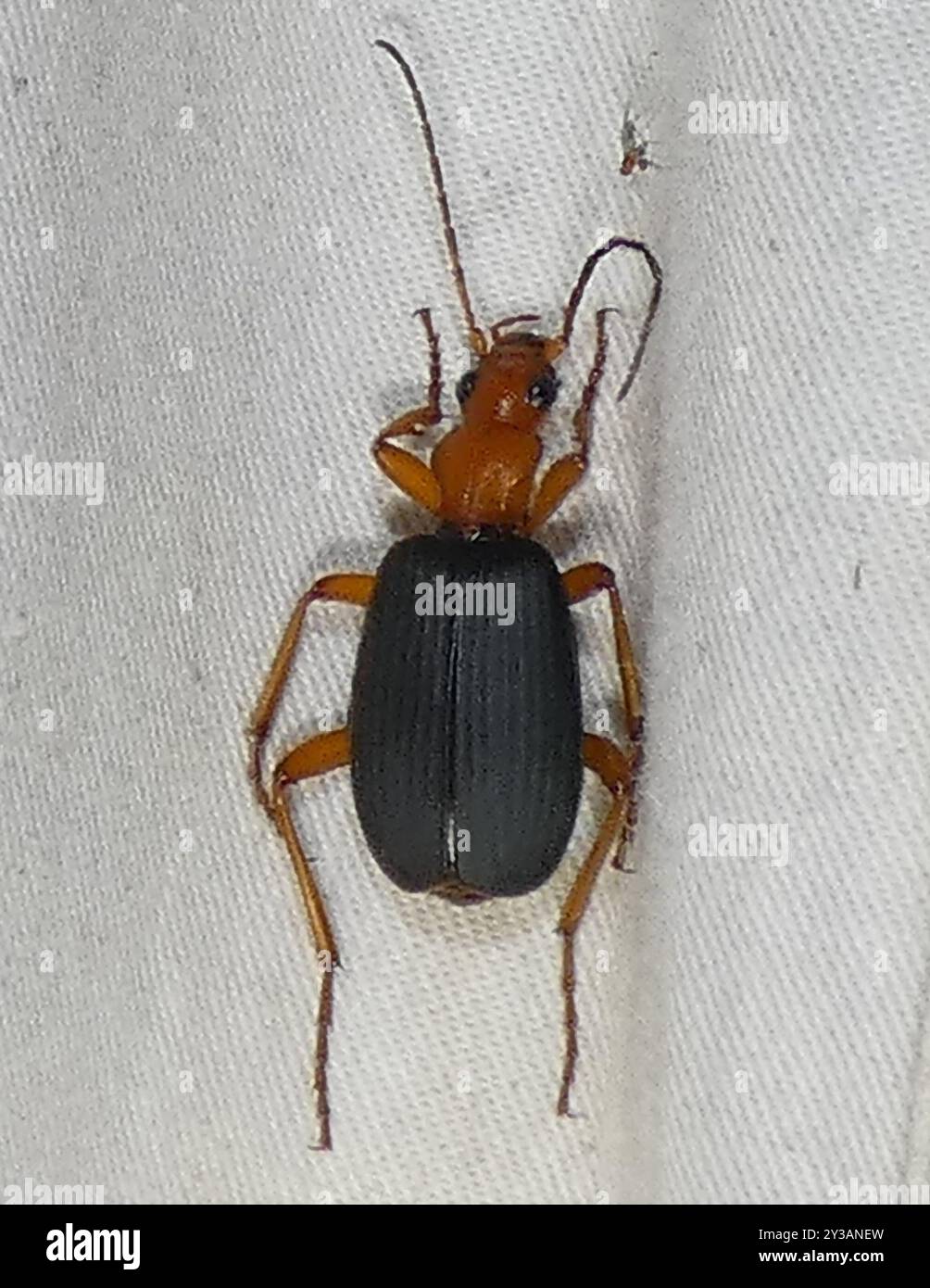 Bombardier Beetles (Brachinus) Insecta Stock Photo - Alamy