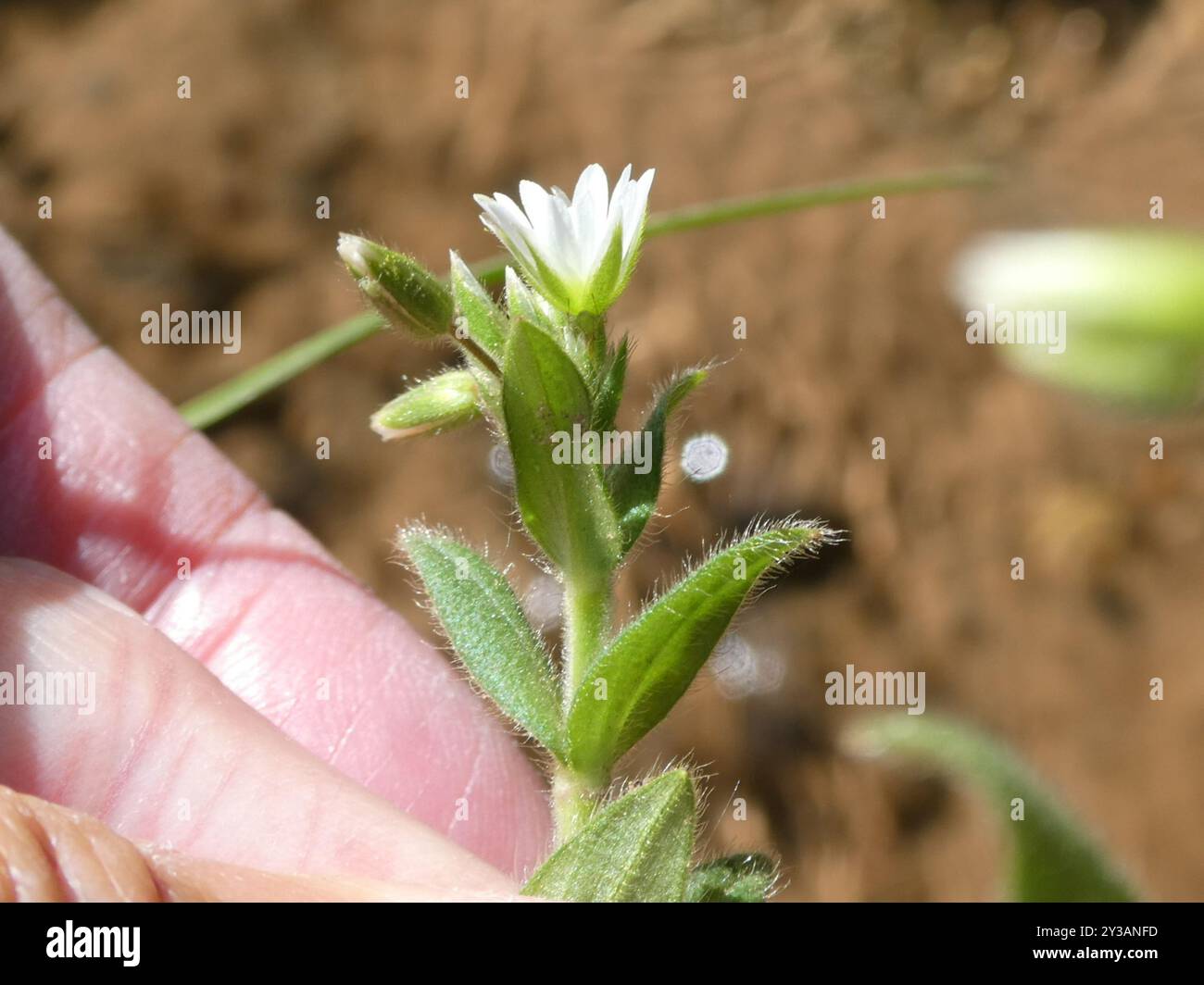 Sticky mouse-ear chickweed (Cerastium glomeratum) Plantae Stock Photo ...