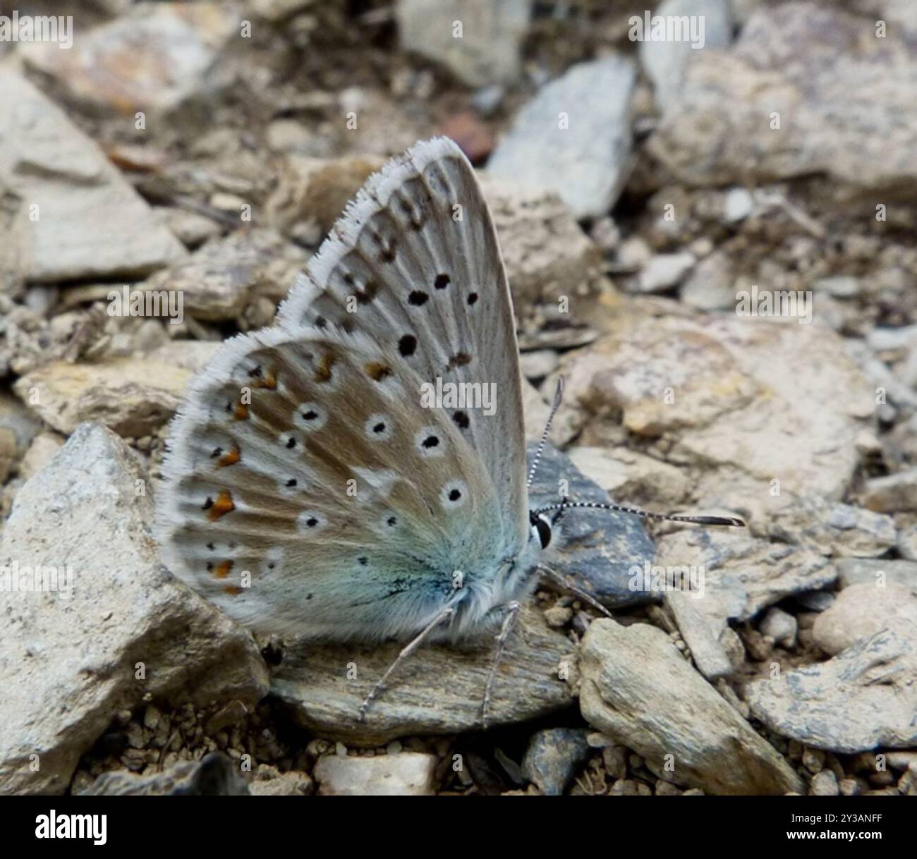Chalkhill Blue (Polyommatus coridon) Insecta Stock Photo - Alamy