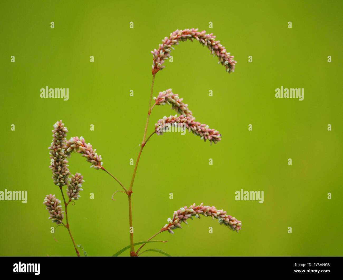 pale smartweed (Persicaria lapathifolia) Plantae Stock Photo - Alamy