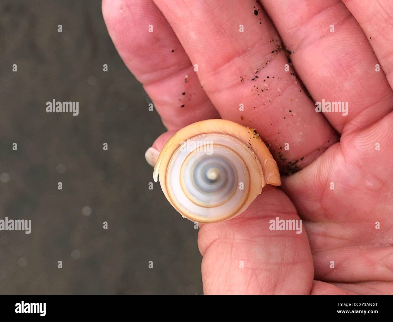 Carpenter's Turrid (Megasurcula carpenteriana) Mollusca Stock Photo - Alamy