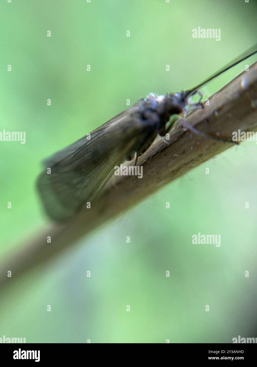 Net-spinning Caddisflies (Hydropsychidae) Insecta Stock Photo - Alamy