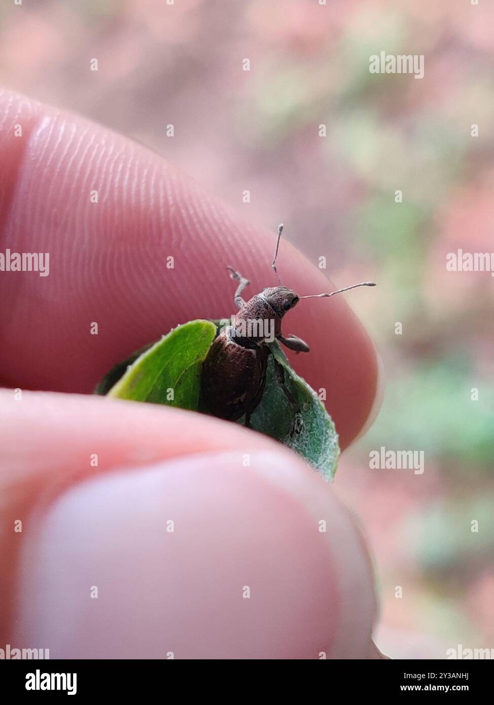 Fuller's rose weevil (Pantomorus cervinus) Insecta Stock Photo - Alamy
