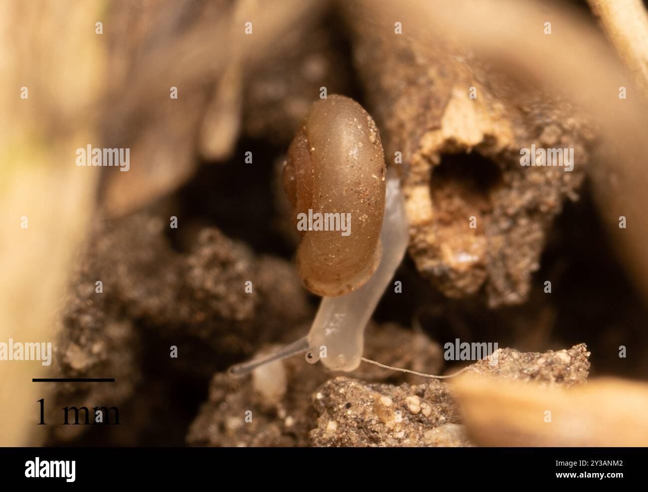 Grass-snails (Vallonia) Mollusca Stock Photo - Alamy