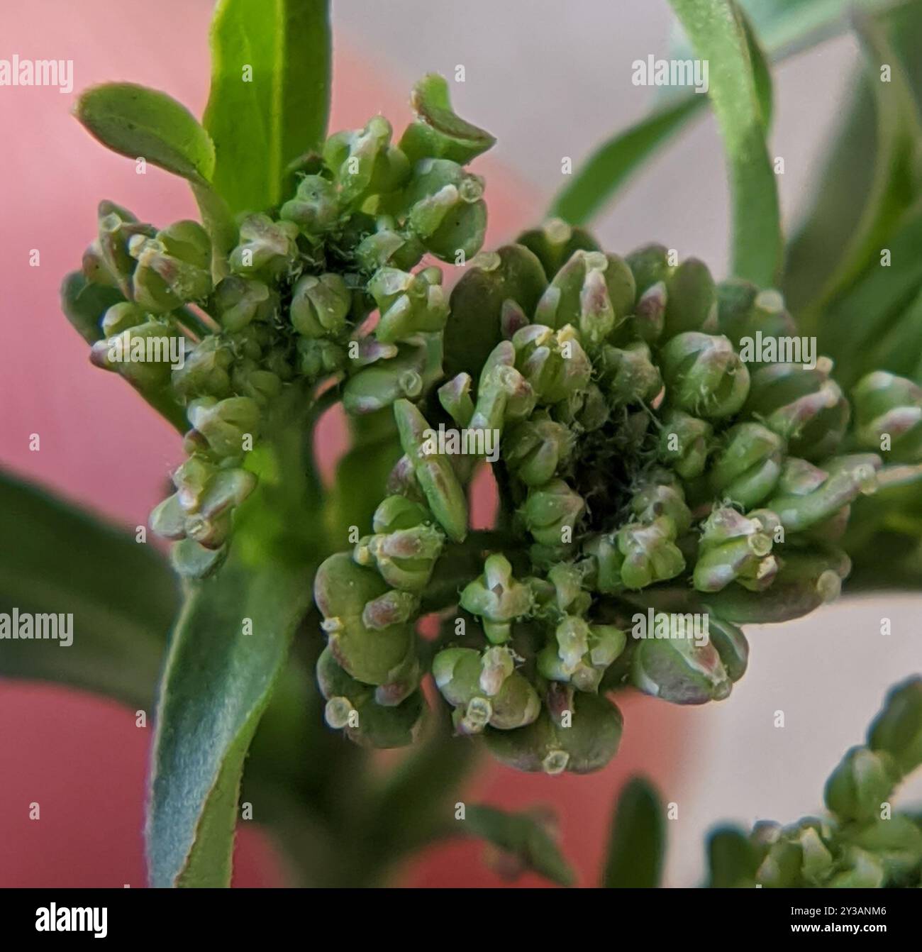 Narrow-leaved Pepperwort (Lepidium ruderale) Plantae Stock Photo - Alamy