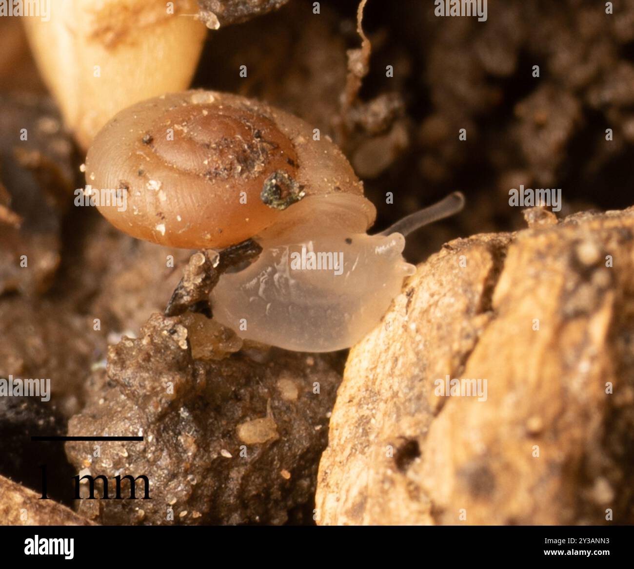 Grass-snails (Vallonia) Mollusca Stock Photo - Alamy