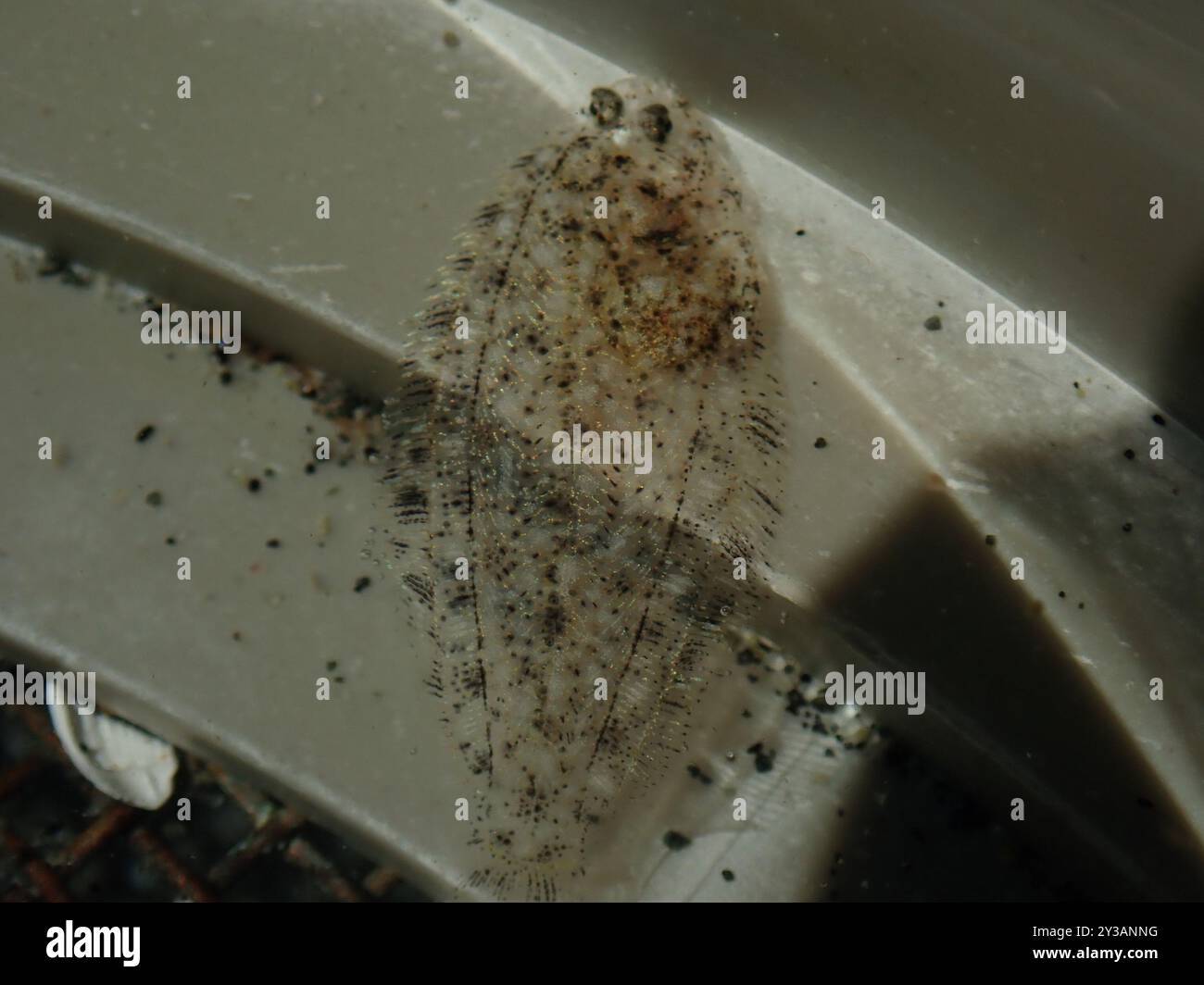 Righteye Flounders (Pleuronectidae) Actinopterygii Stock Photo - Alamy