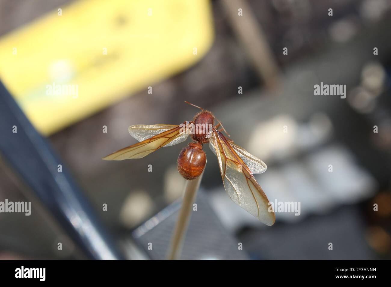 Atta Leaf-cutter Ants (Atta) Insecta Stock Photo - Alamy