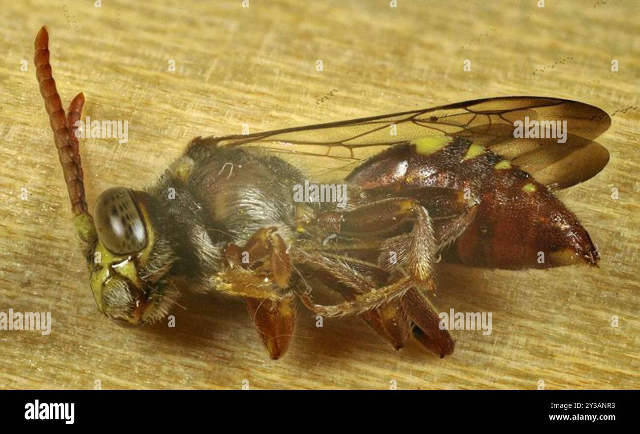 Spotted Nomad Bee (Nomada maculata) Insecta Stock Photo - Alamy