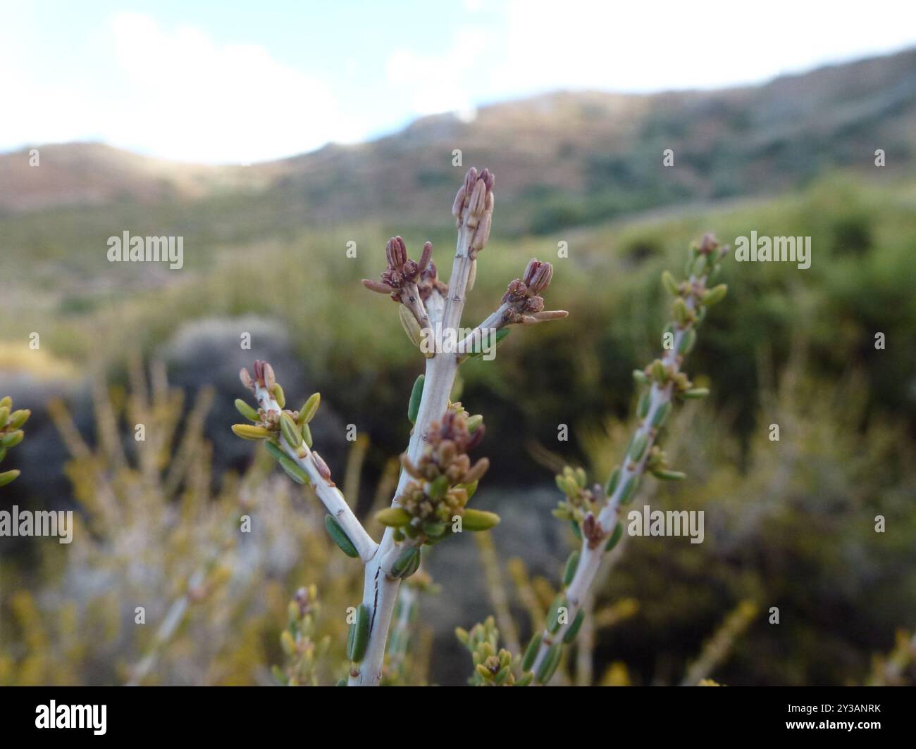 Autumn Heather (Erica manipuliflora) Plantae Stock Photo - Alamy