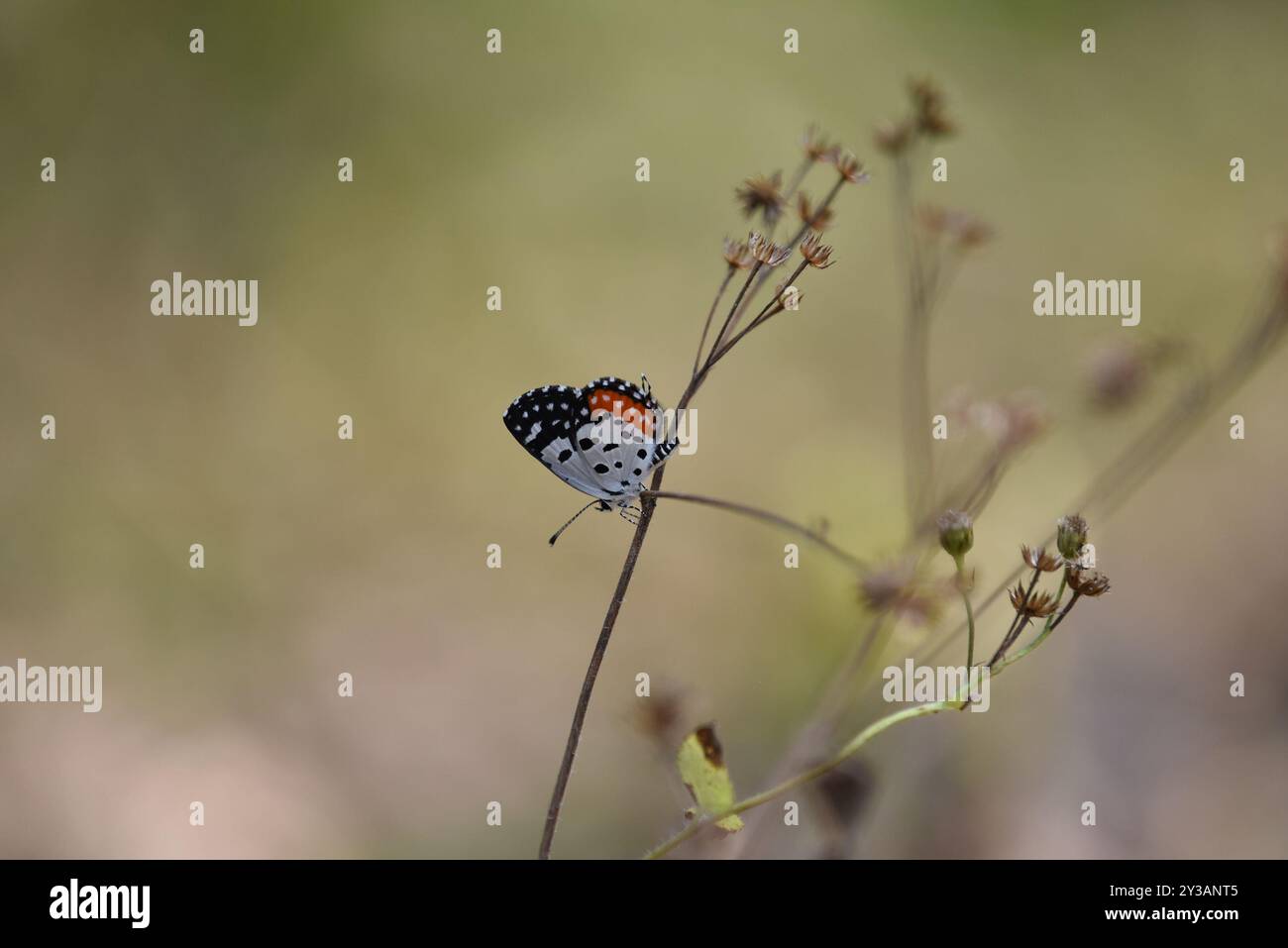 Red Pierrot (Talicada nyseus) Insecta Stock Photo - Alamy