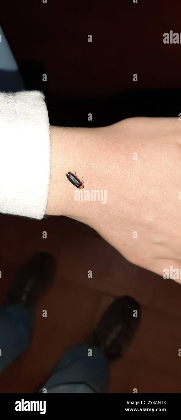 Portuguese Firefly (Luciola lusitanica) Insecta Stock Photo - Alamy