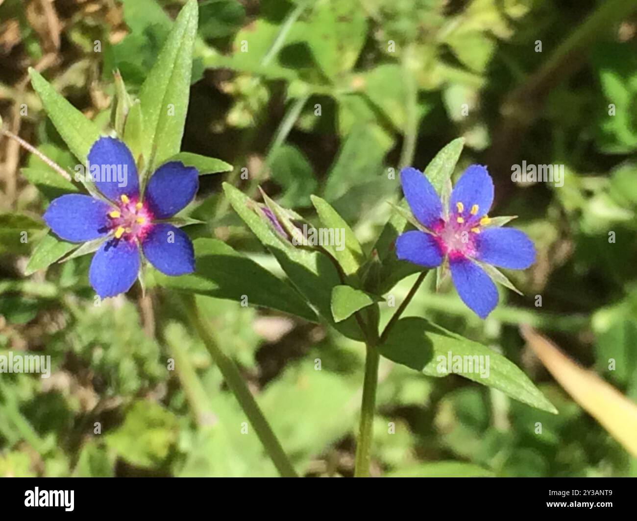 Foemina Blue Pimpernel (Lysimachia foemina) Plantae Stock Photo - Alamy