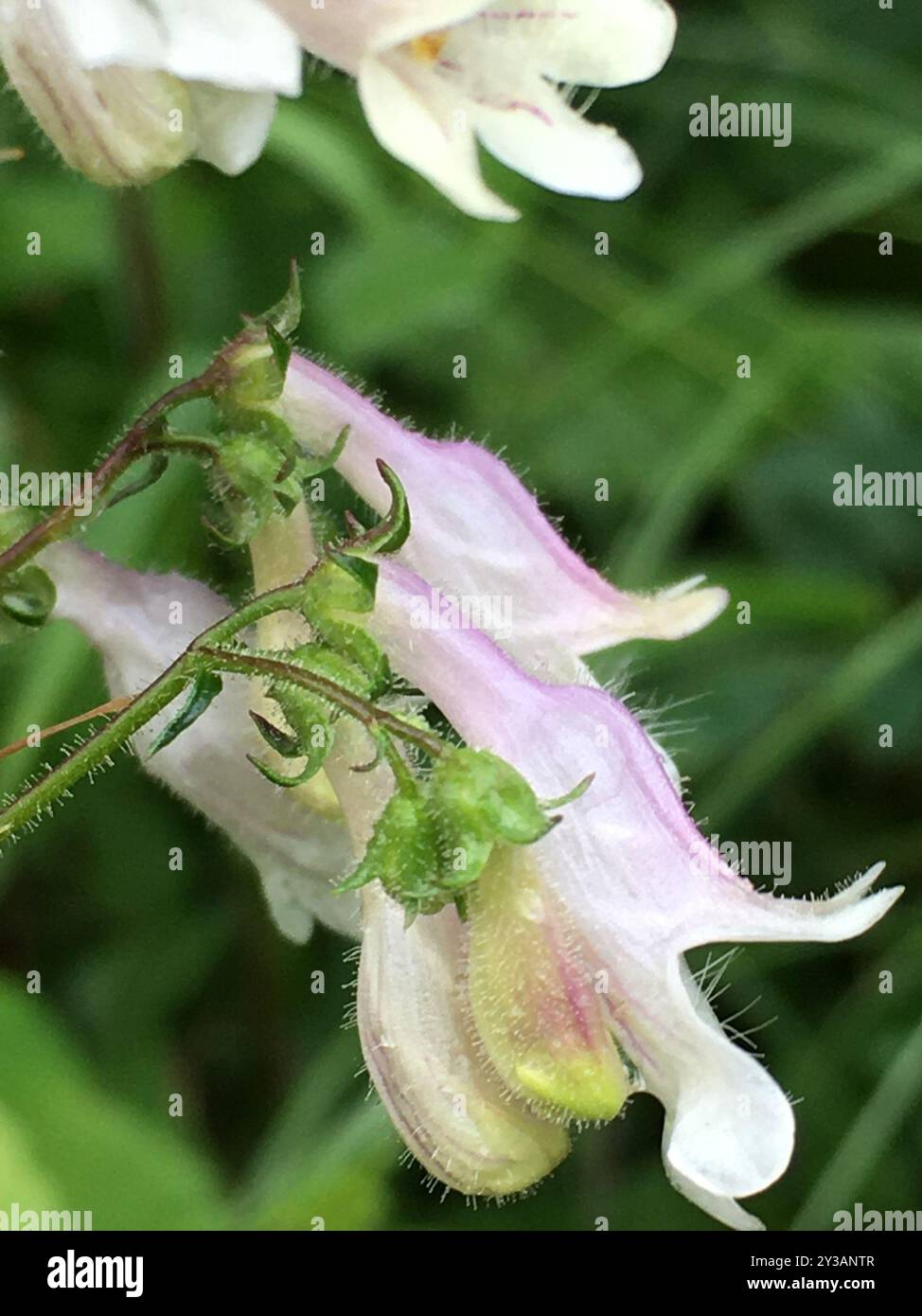 eastern smooth beardtongue (Penstemon laevigatus) Plantae Stock Photo ...
