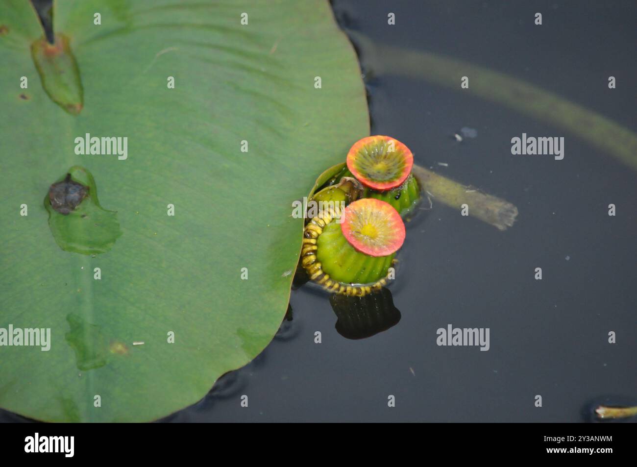 spatterdock (Nuphar advena) Plantae Stock Photo - Alamy