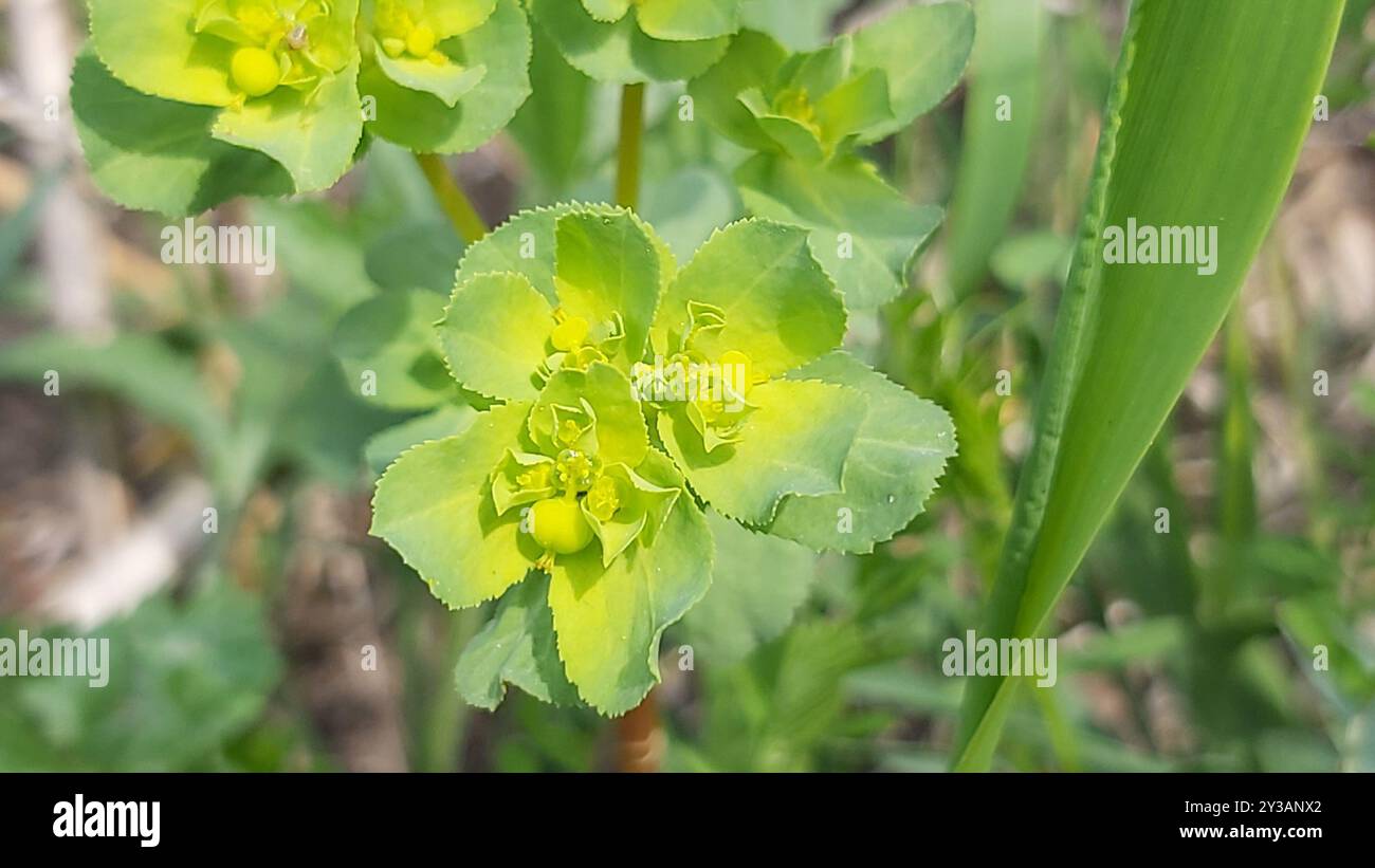 Sun spurge (Euphorbia helioscopia) Plantae Stock Photo - Alamy
