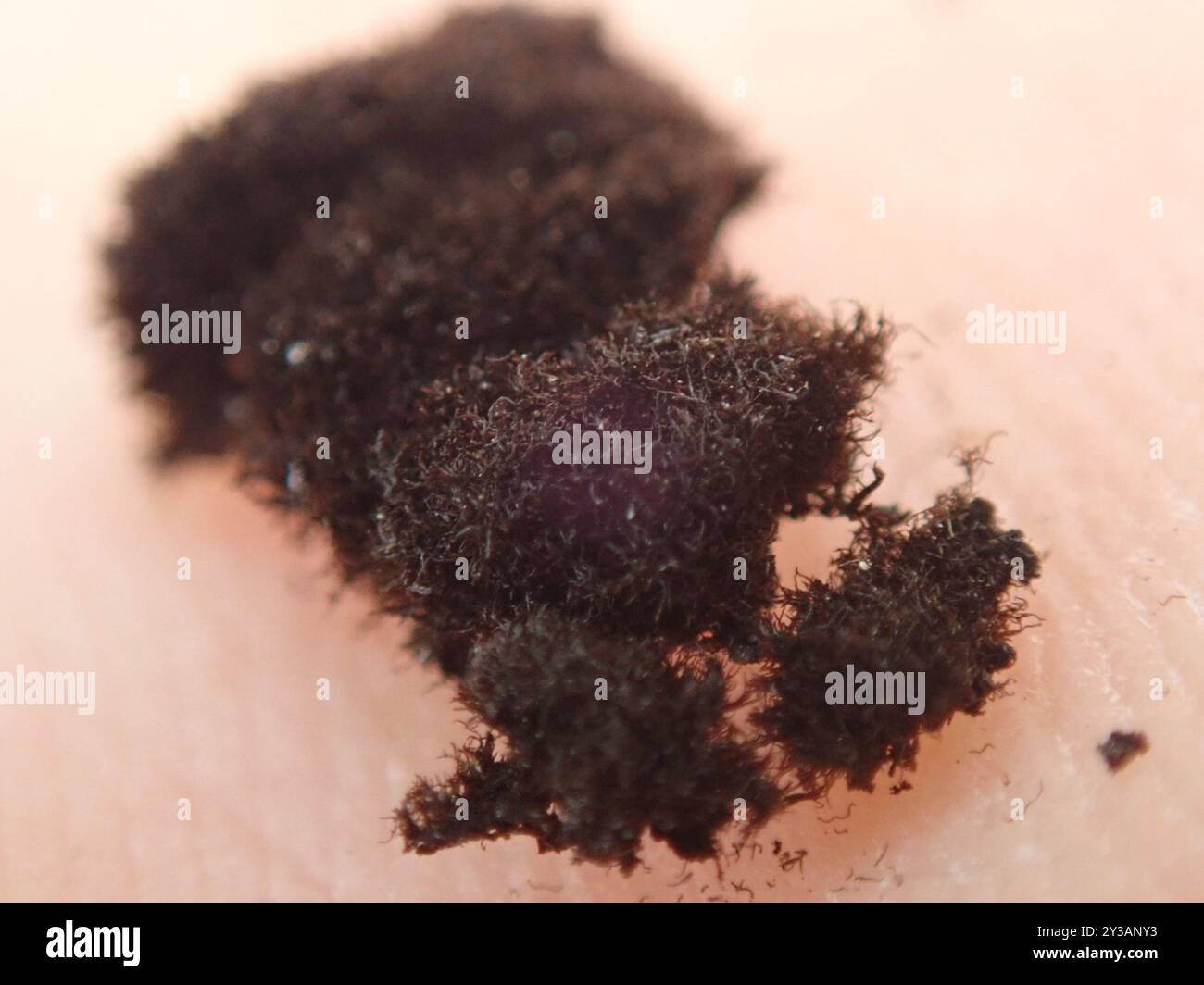 Waterside Rockshag Lichen (Ephebe lanata) Fungi Stock Photo - Alamy