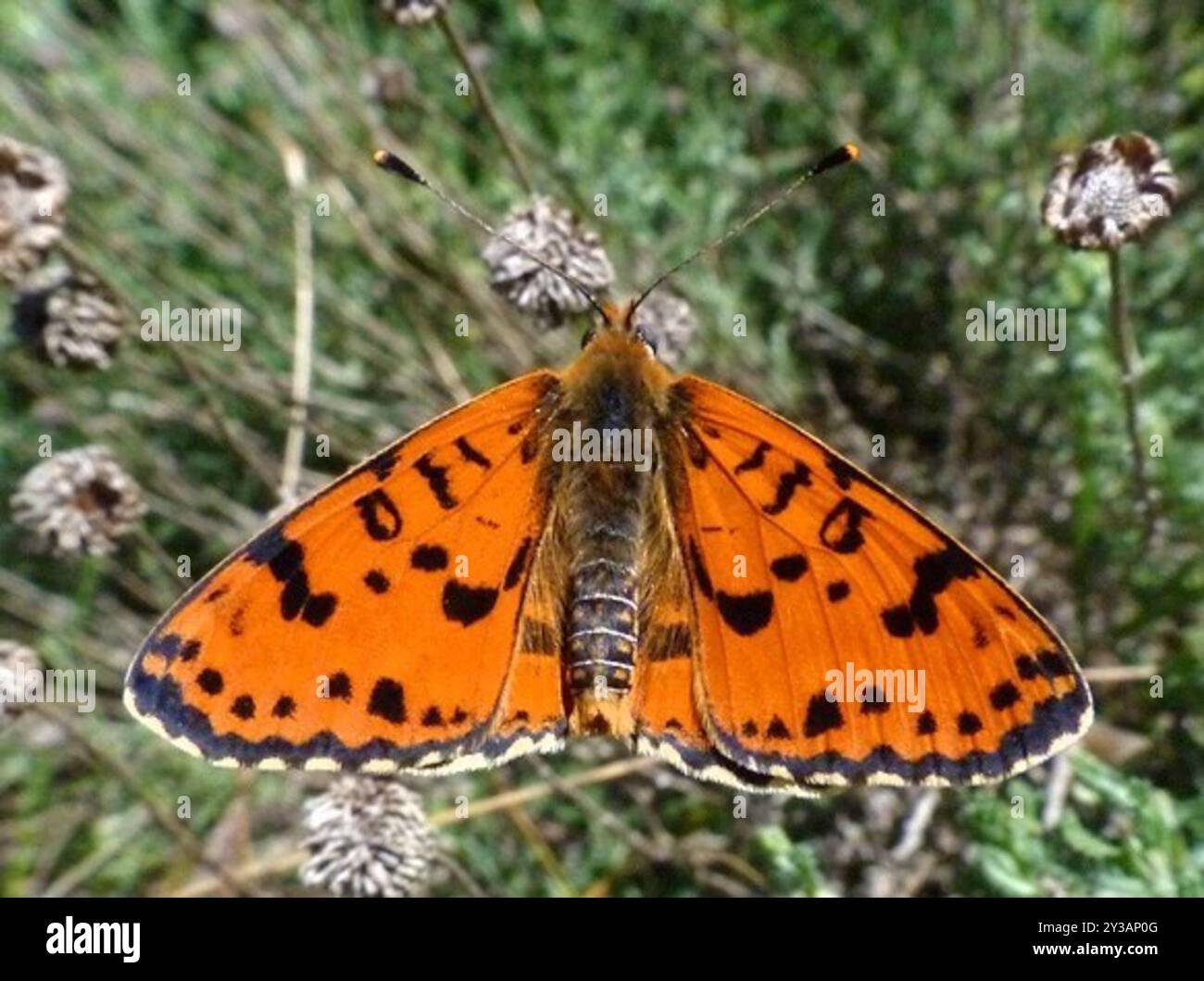 Spotted Fritillary (Melitaea didyma) Insecta Stock Photo - Alamy