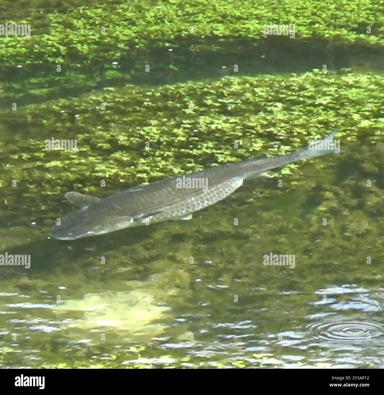 Mullets (Mugilidae) Actinopterygii Stock Photo - Alamy