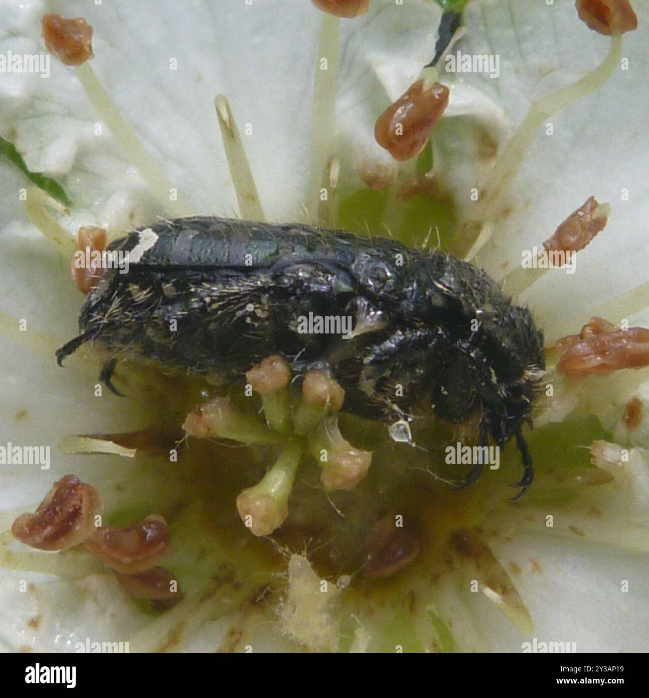 Mediterranean Spotted Chafer (Oxythyrea funesta) Insecta Stock Photo ...