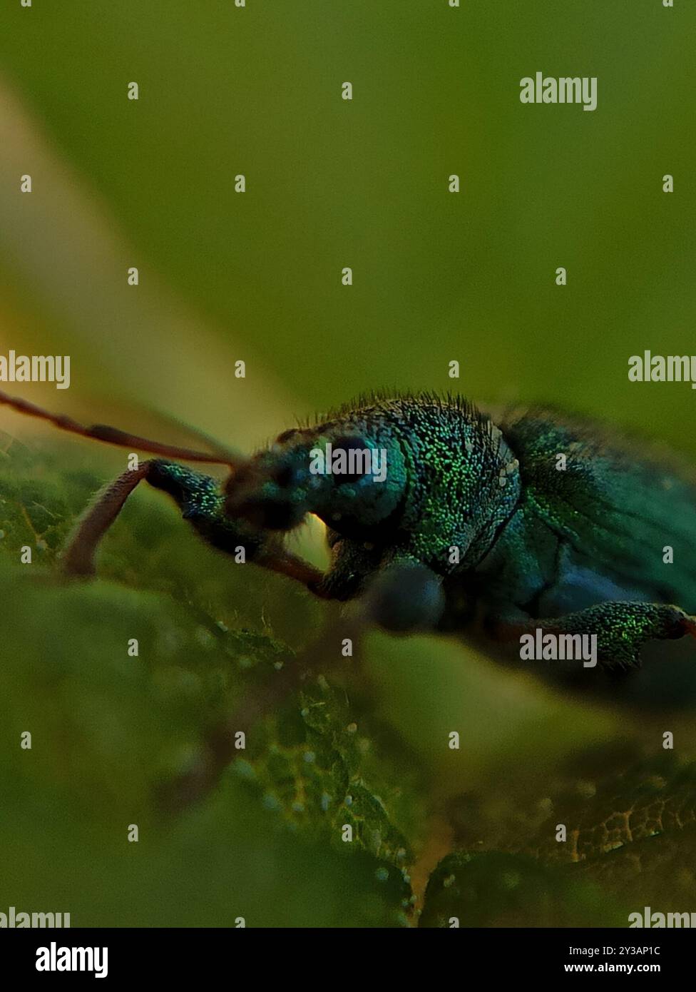 (Phyllobius arborator) Insecta Stock Photo - Alamy