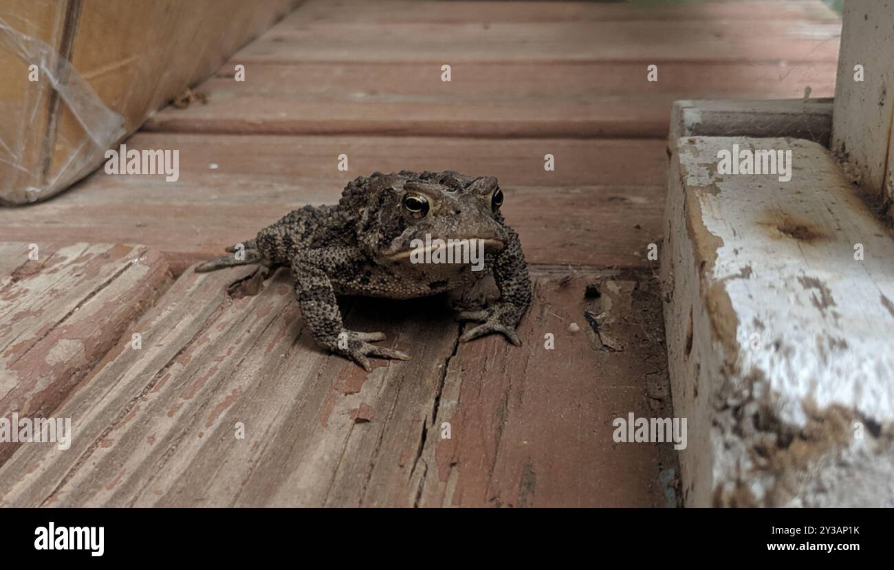 Eastern American Toad (Anaxyrus americanus americanus) Amphibia Stock ...