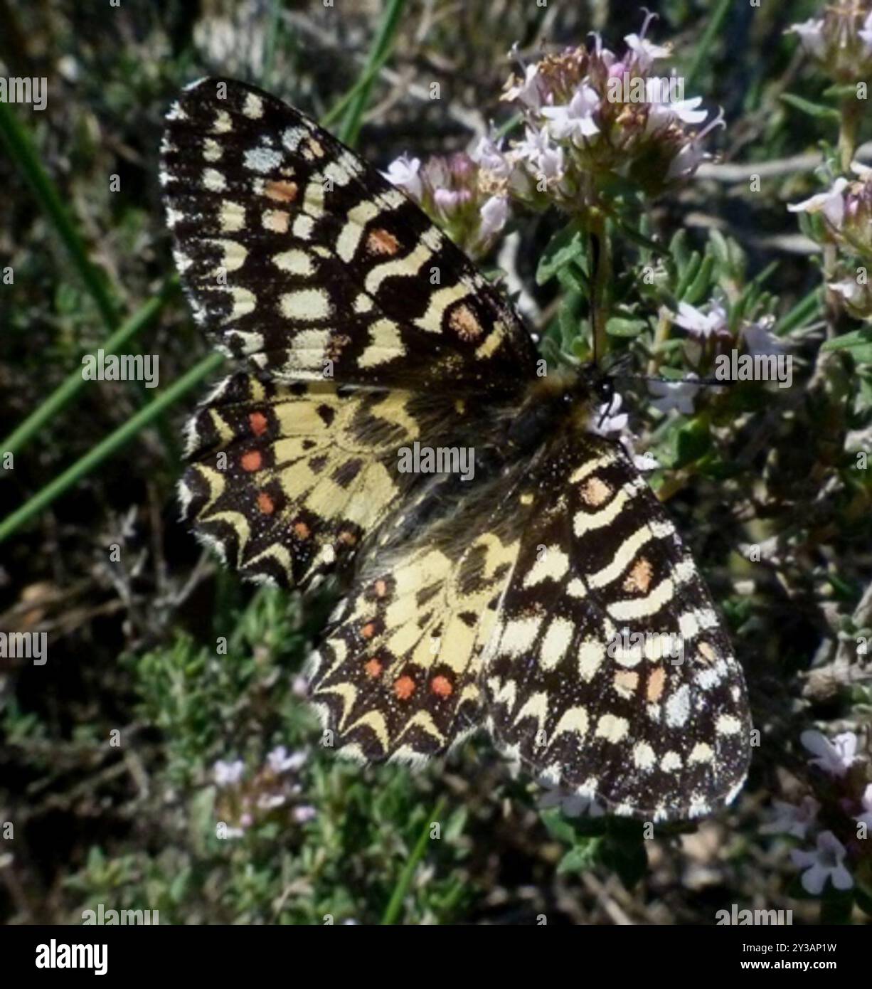 Spanish Festoon (Zerynthia rumina) Insecta Stock Photo - Alamy