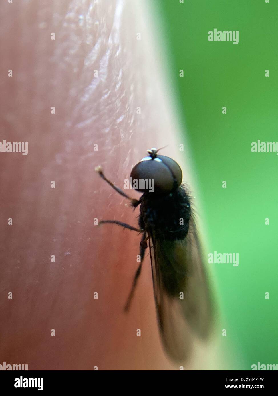 Big-headed Flies (Pipunculidae) Insecta Stock Photo - Alamy