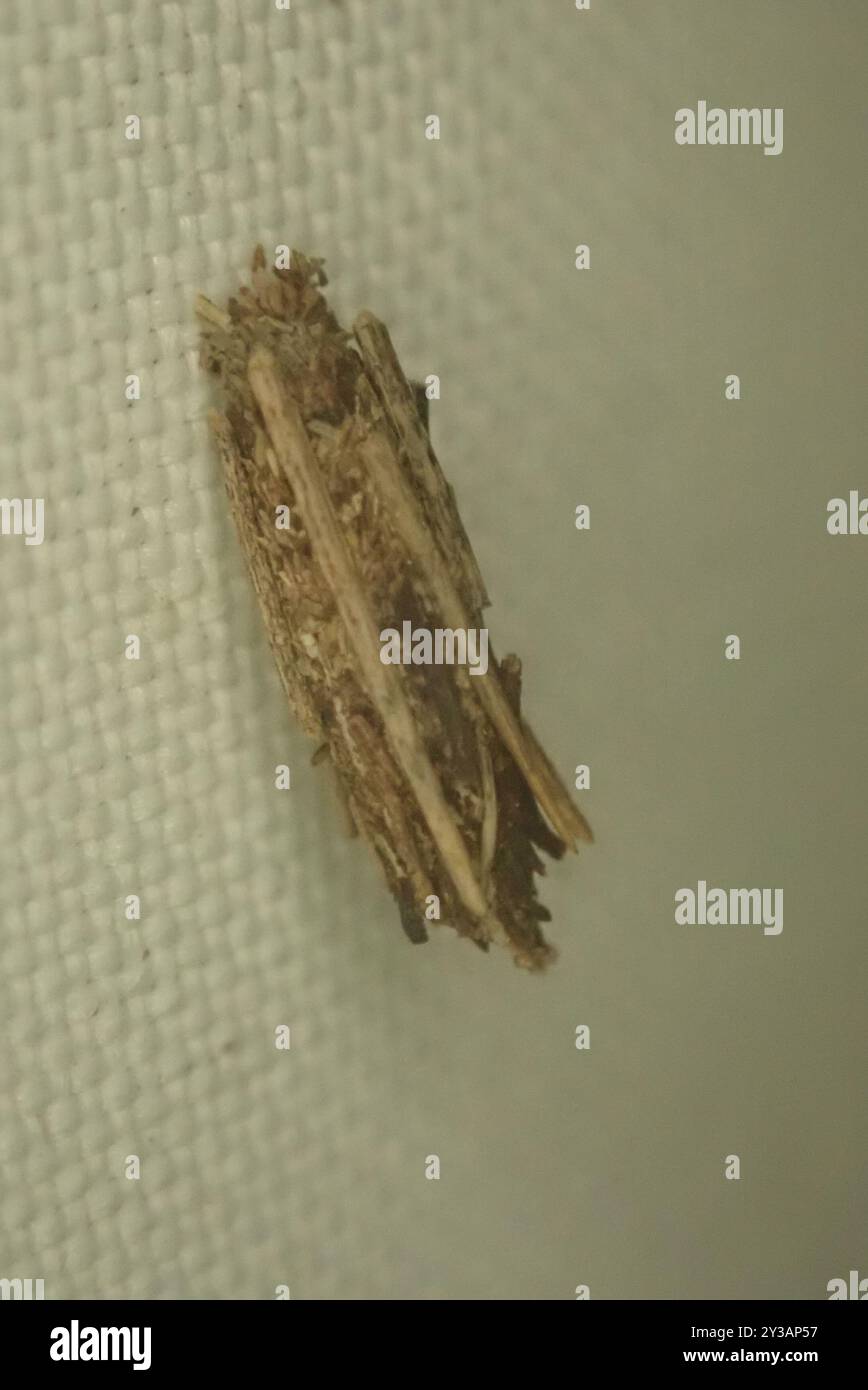 Common Bagworm Moth (Psyche casta) Insecta Stock Photo - Alamy