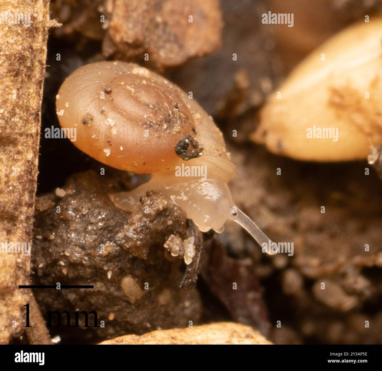 Grass-snails (Vallonia) Mollusca Stock Photo - Alamy