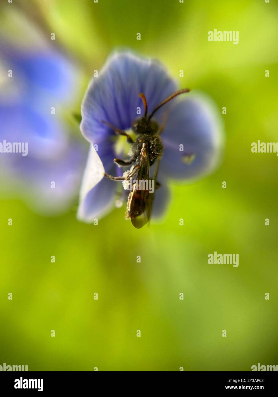 Nomad Bees (Nomada) Insecta Stock Photo - Alamy